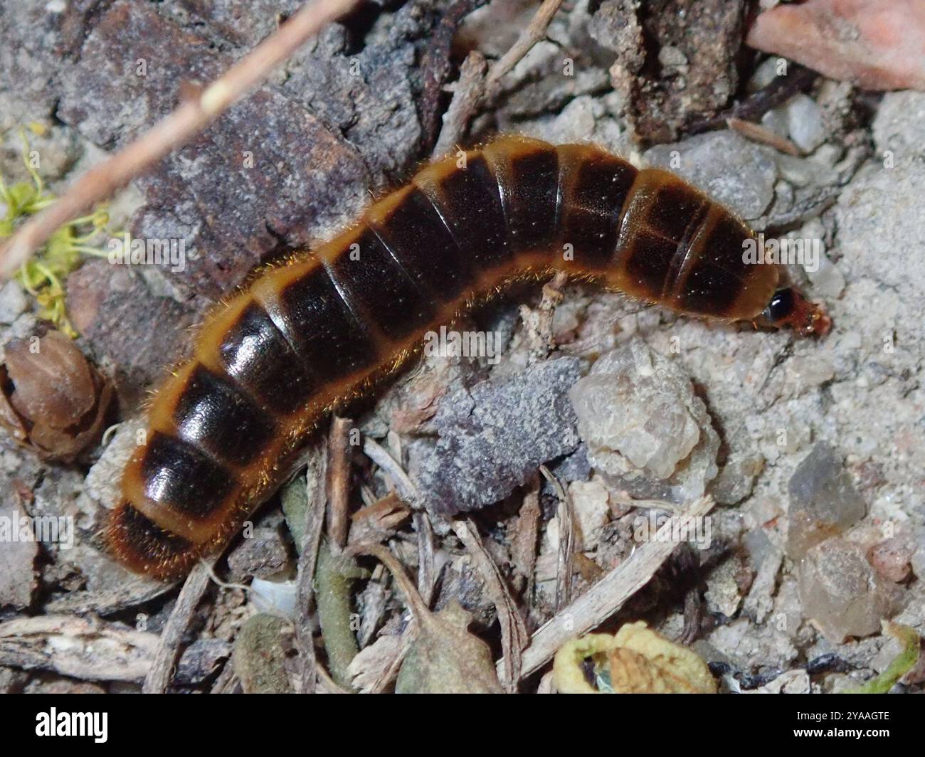 Phengodidae hi-res stock photography and images - Alamy