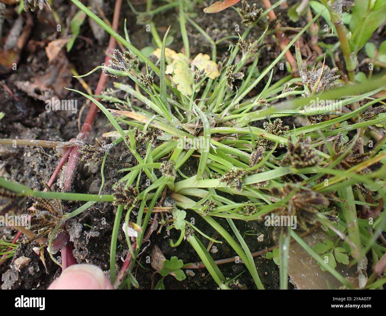 Brown Flatsedge (Cyperus fuscus) Plantae Stock Photo - Alamy