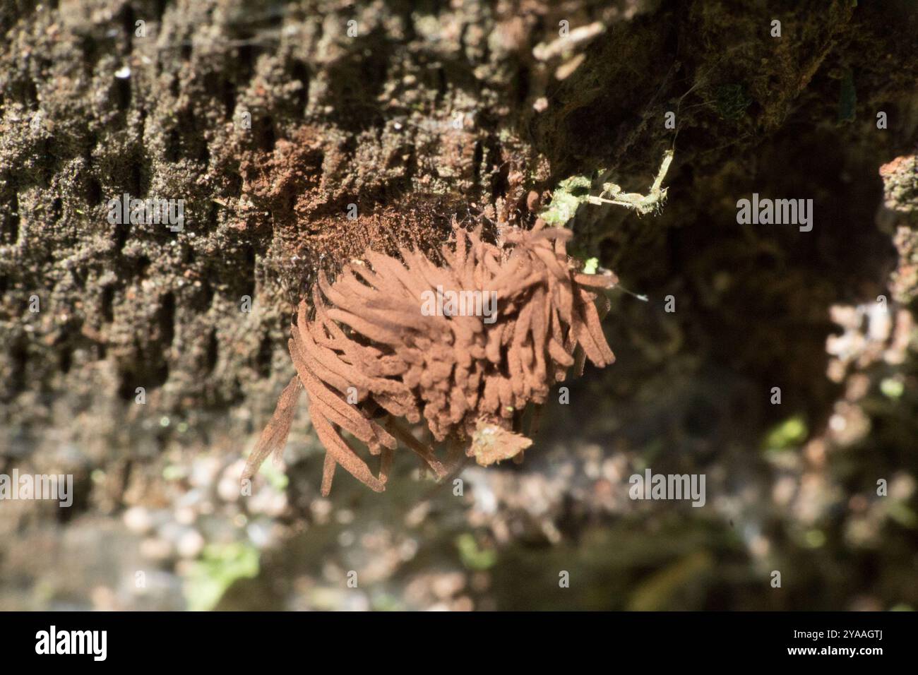 Chocolate Tube Slimes (Stemonitis) Protozoa Stock Photo - Alamy
