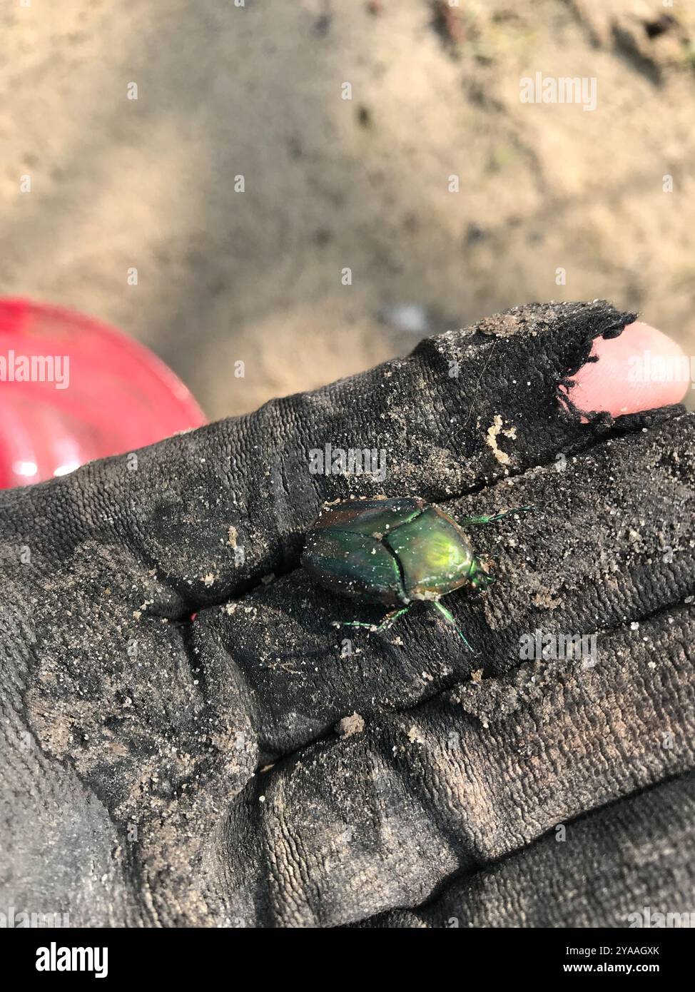 Common Green June Beetle (Cotinis nitida) Insecta Stock Photo - Alamy