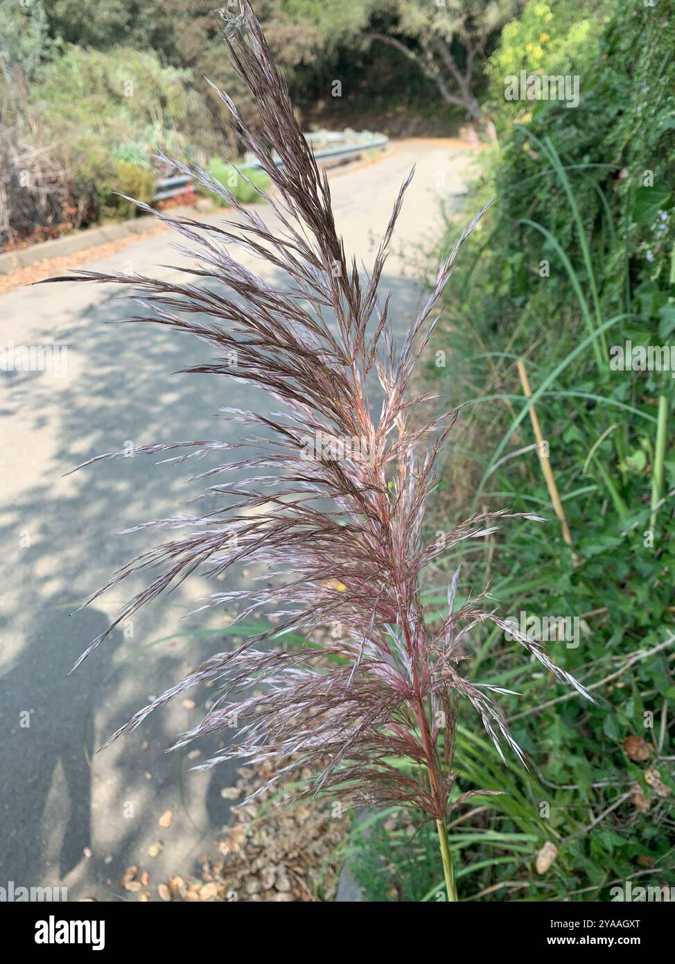Purple Pampas Grass (Cortaderia jubata) Plantae Stock Photo - Alamy