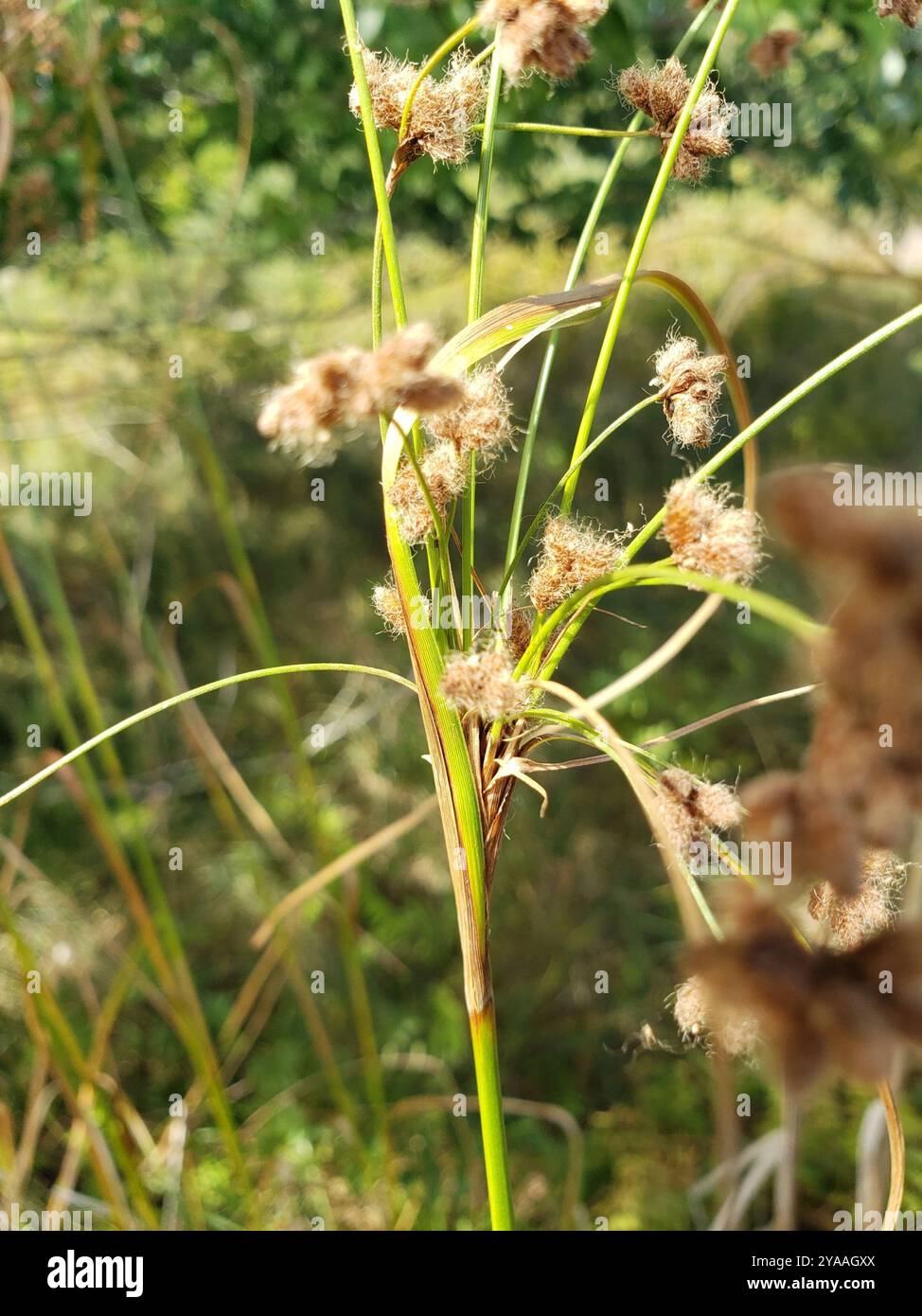 woolgrass (Scirpus cyperinus) Plantae Stock Photo - Alamy