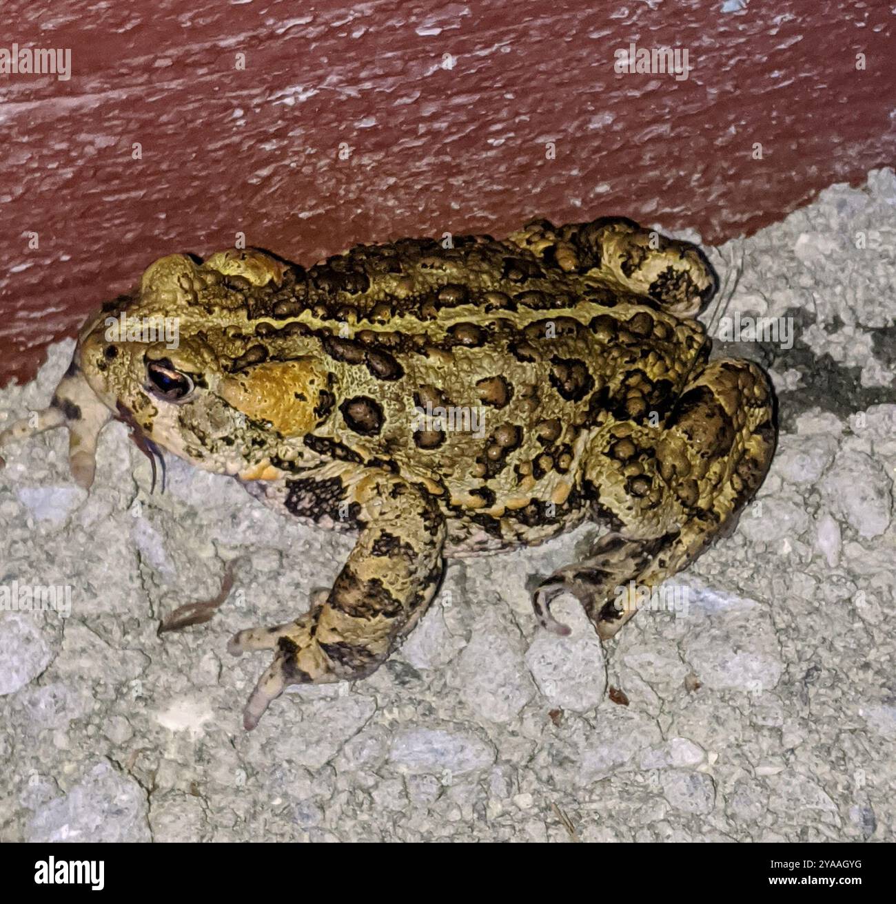 Western Toad (Anaxyrus boreas) Amphibia Stock Photo - Alamy