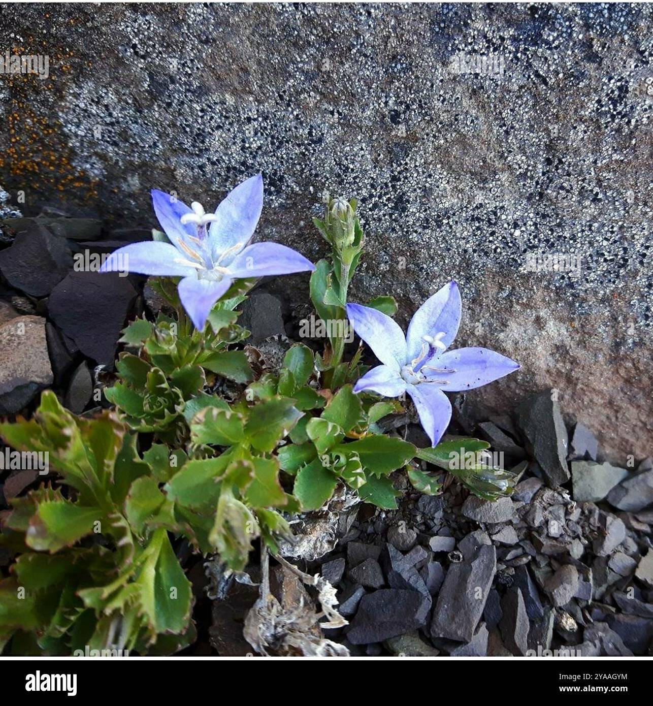 Olympic Bellflower (Campanula piperi) Plantae Stock Photo - Alamy