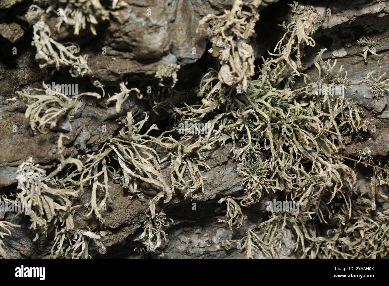 Sea Ivory (Ramalina siliquosa) Fungi Stock Photo - Alamy