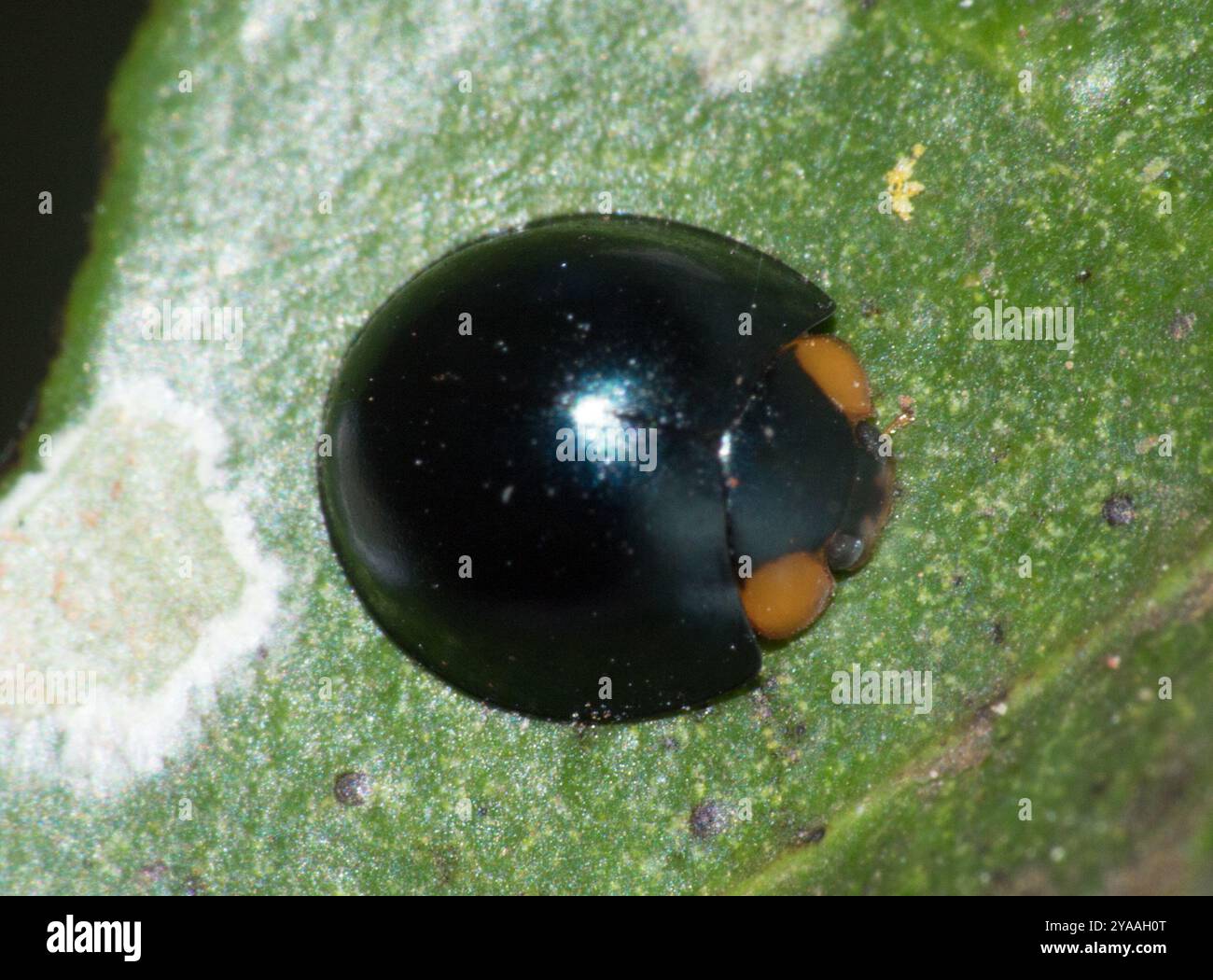 Metallic Blue Lady Beetle (Curinus coeruleus) Insecta Stock Photo - Alamy