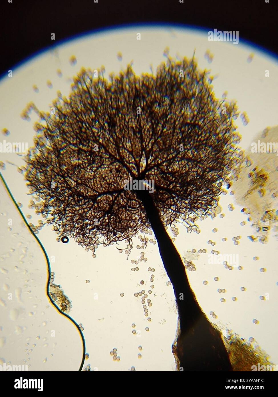 (Comatricha elegans) Protozoa Stock Photo - Alamy