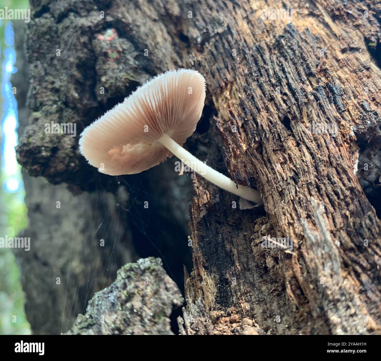 Pleated Pluteus (Pluteus longistriatus) Fungi Stock Photo - Alamy