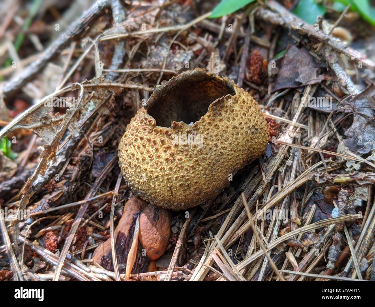 common earthball (Scleroderma citrinum) Fungi Stock Photo - Alamy