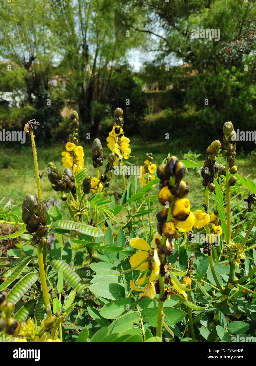 Peanut-Butter Cassia (Senna didymobotrya) Plantae Stock Photo - Alamy