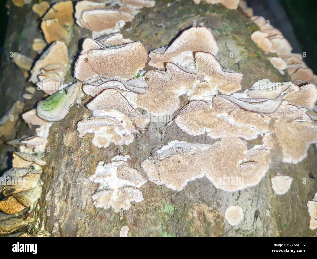 violet-toothed polypore (Trichaptum biforme) Fungi Stock Photo - Alamy