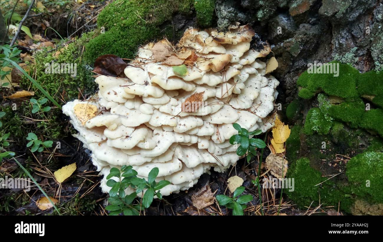 Northern Tooth (Climacodon septentrionalis) Fungi Stock Photo - Alamy