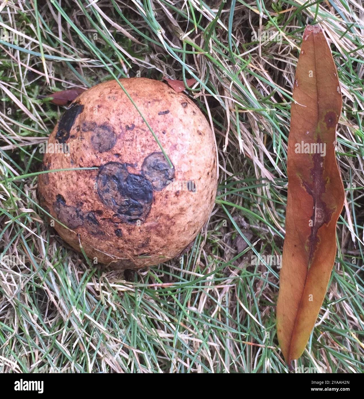Dyeball (Pisolithus arhizus) Fungi Stock Photo - Alamy