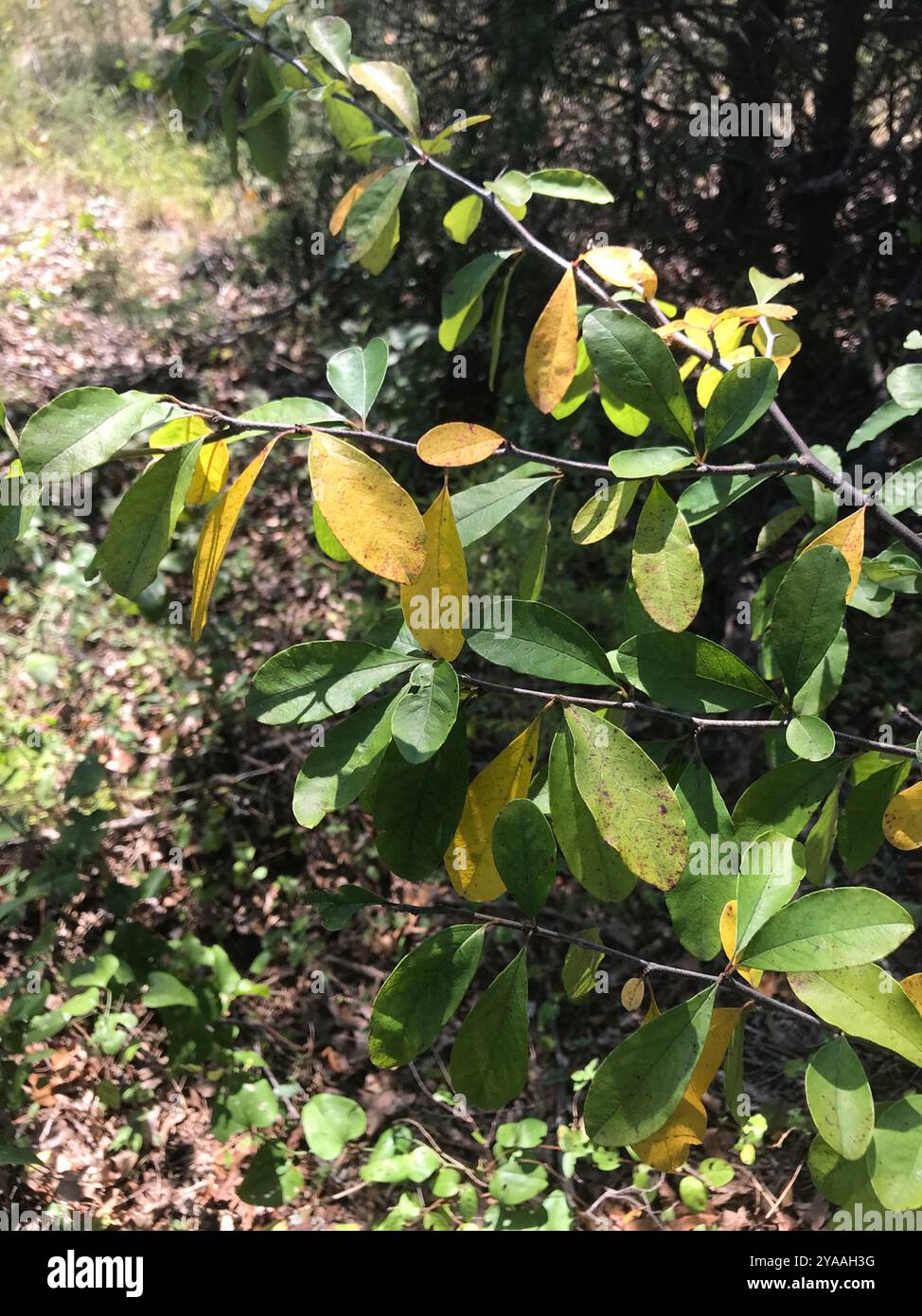Gum bumelia (Sideroxylon lanuginosum) Plantae Stock Photo - Alamy