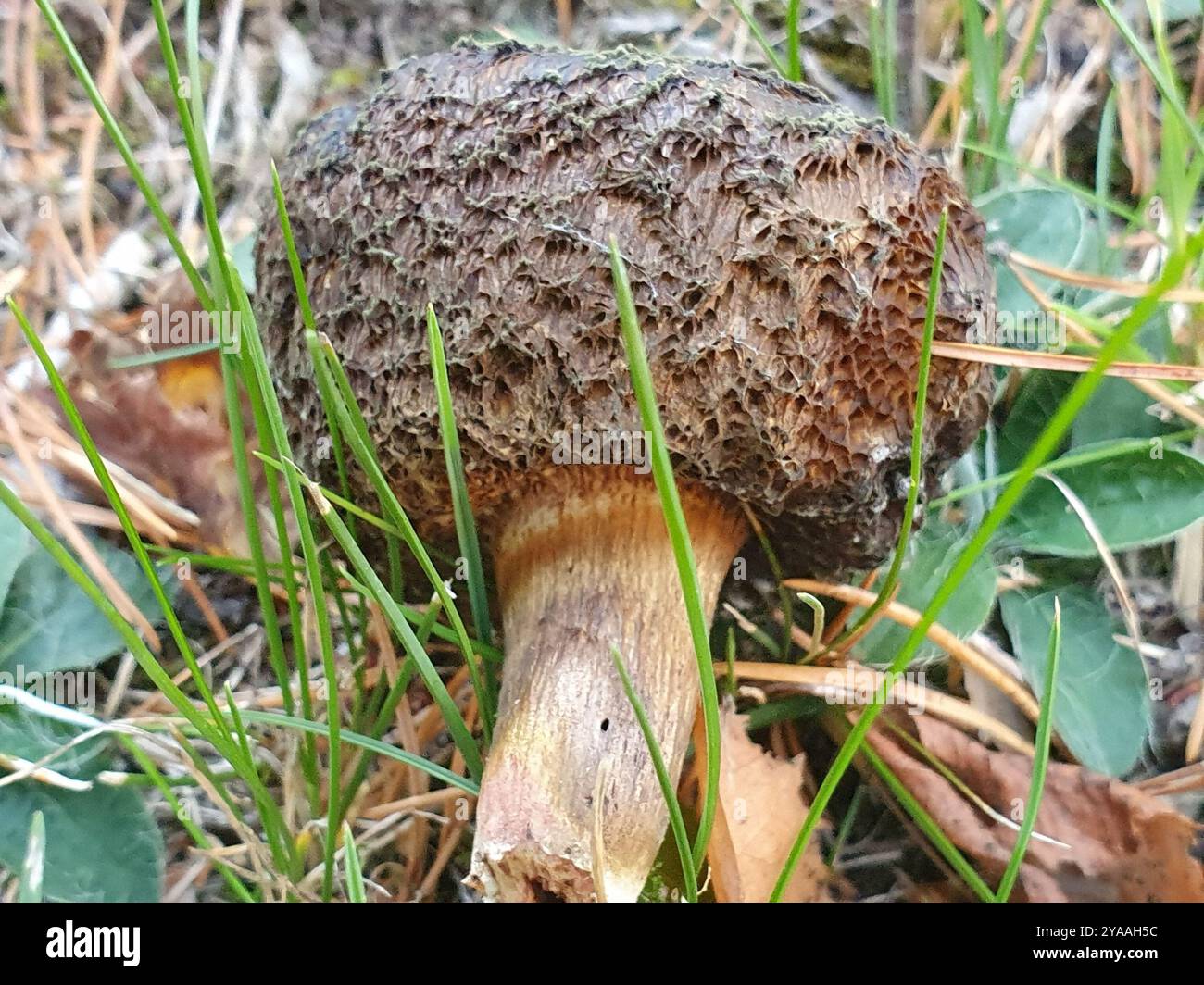 Red-cracking Bolete (Xerocomellus chrysenteron) Fungi Stock Photo - Alamy