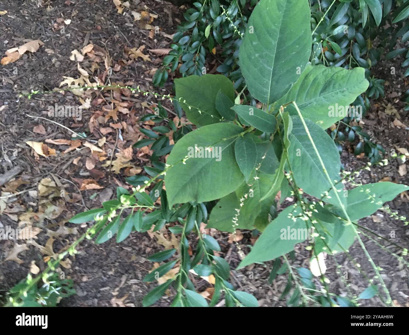 American jumpseed (Persicaria virginiana) Plantae Stock Photo - Alamy