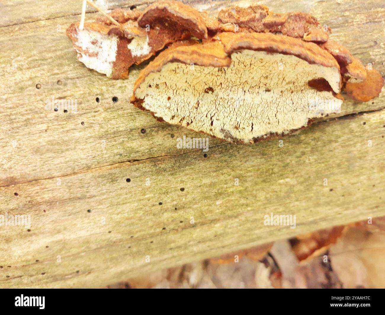 (Pycnoporellus fulgens) Fungi Stock Photo - Alamy