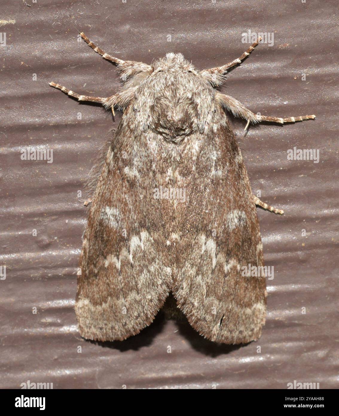 Variable Oakleaf Caterpillar Moth (Lochmaeus manteo) Insecta Stock ...