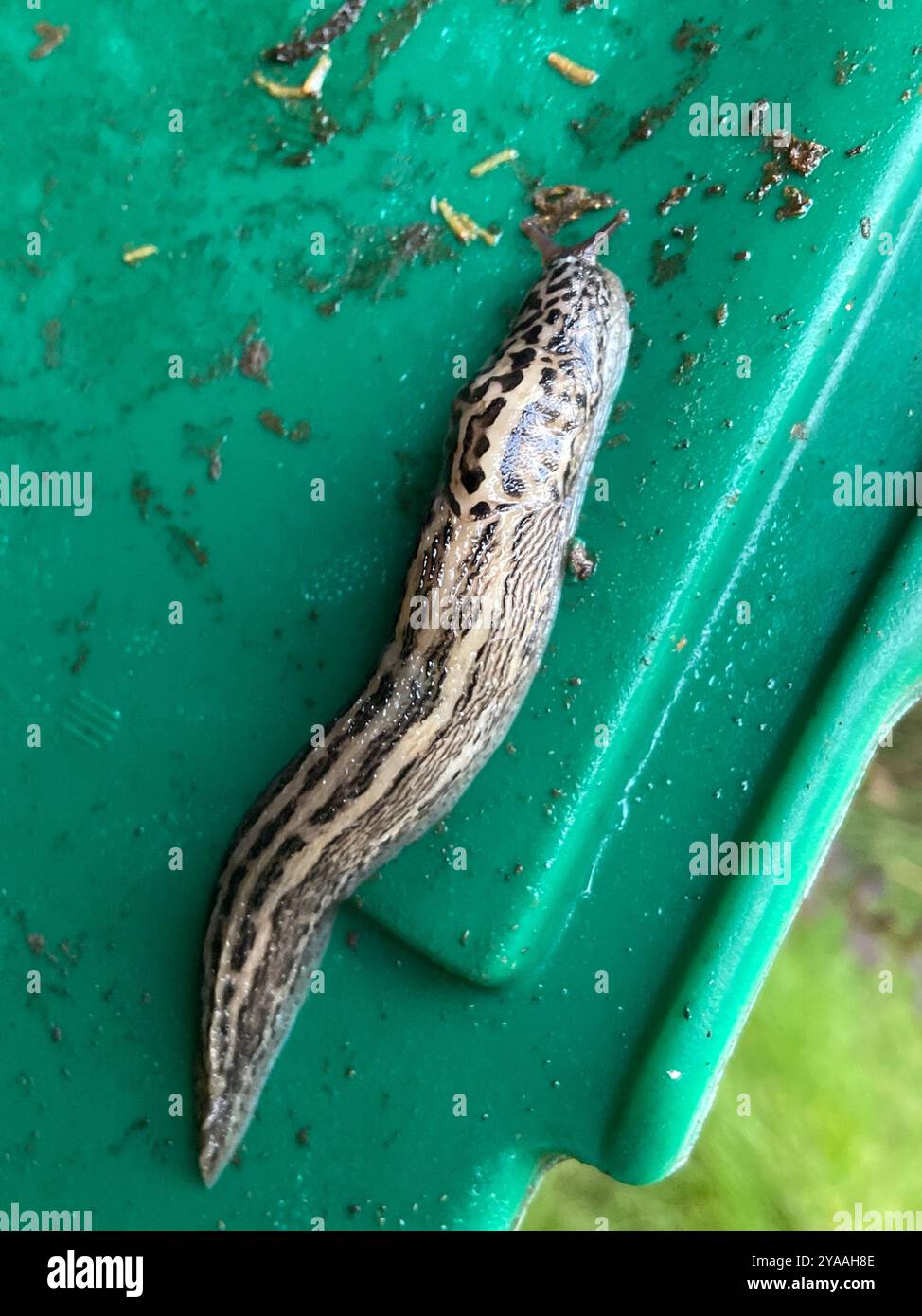 Leopard Slug (Limax maximus) Mollusca Stock Photo - Alamy