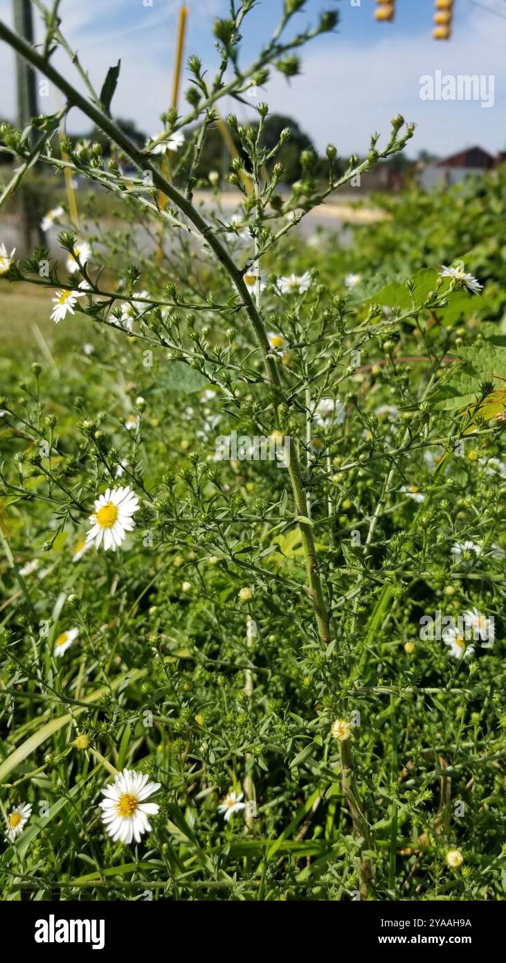 hairy white oldfield aster (Symphyotrichum pilosum) Plantae Stock Photo ...