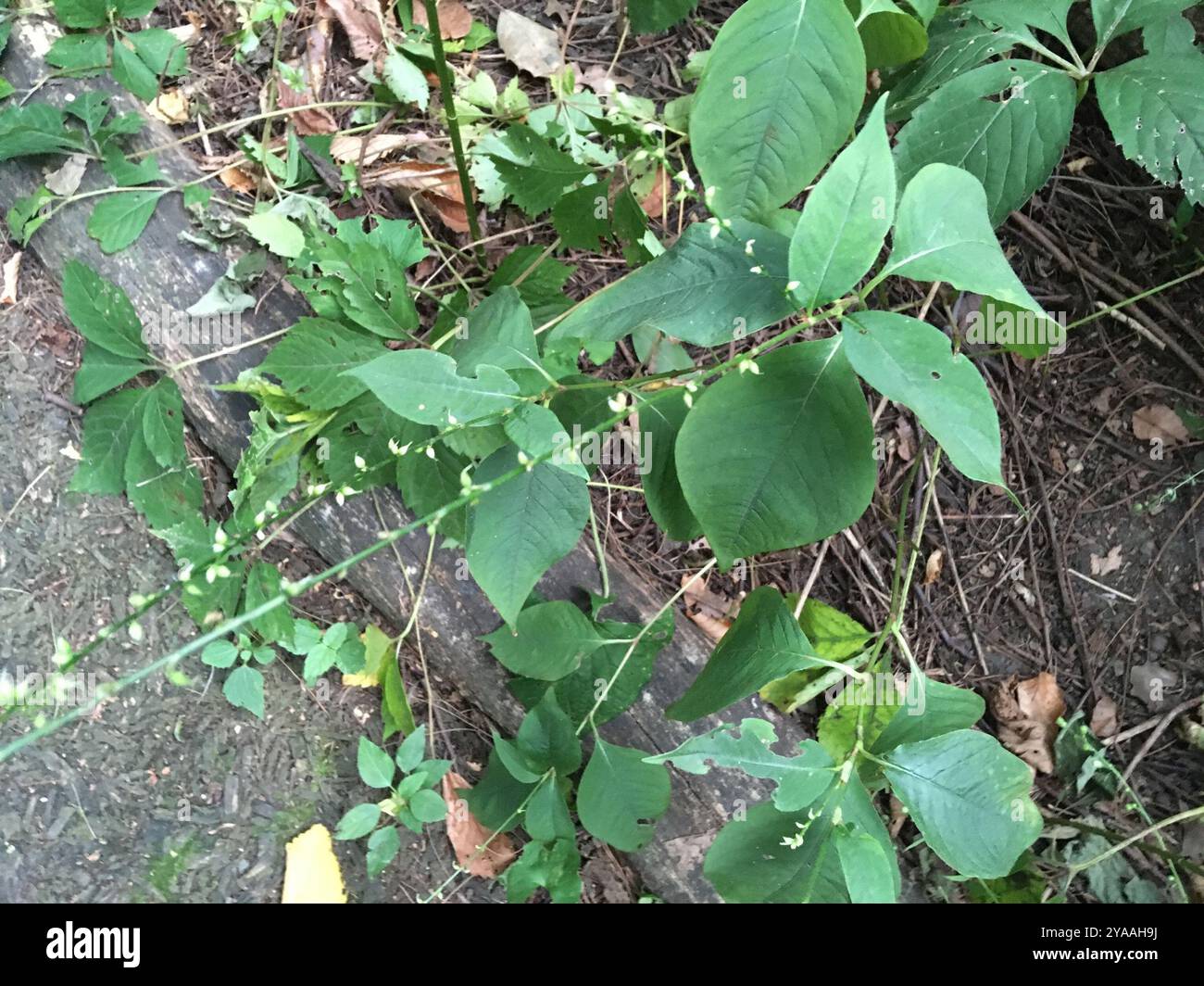 American jumpseed (Persicaria virginiana) Plantae Stock Photo - Alamy