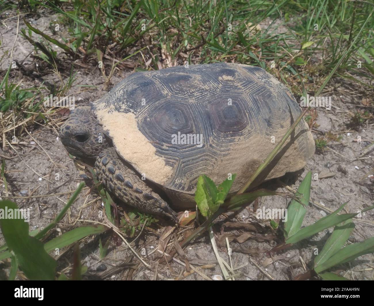 Gopher Tortoise (Gopherus polyphemus) Reptilia Stock Photo - Alamy