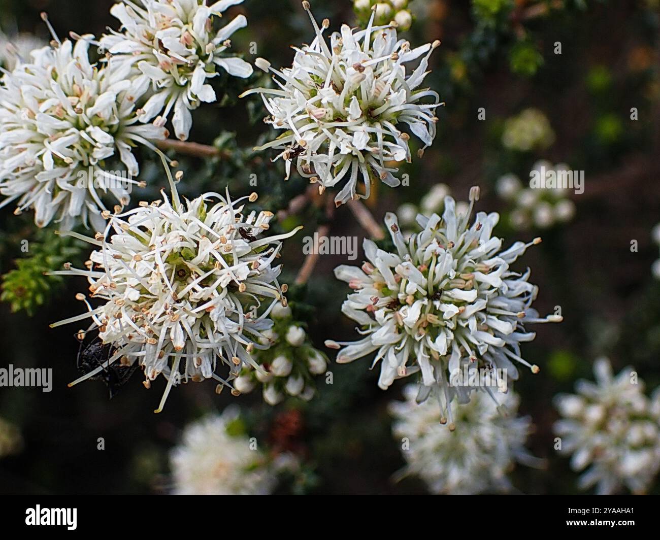 Garlic Buchu (Agathosma apiculata) Plantae Stock Photo - Alamy