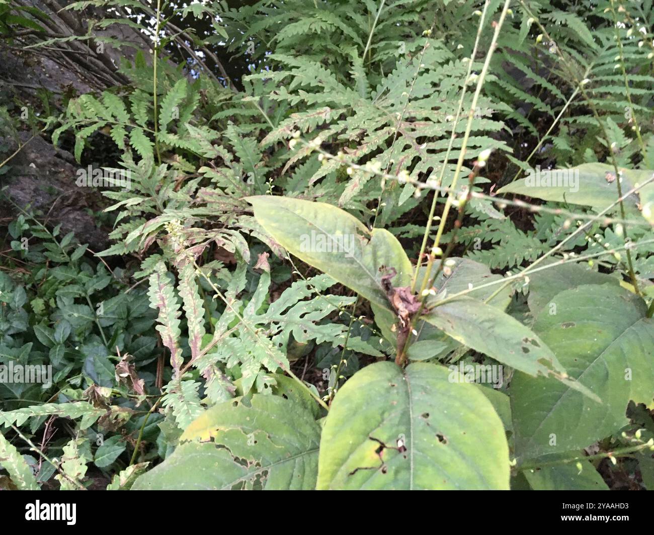 American jumpseed (Persicaria virginiana) Plantae Stock Photo - Alamy