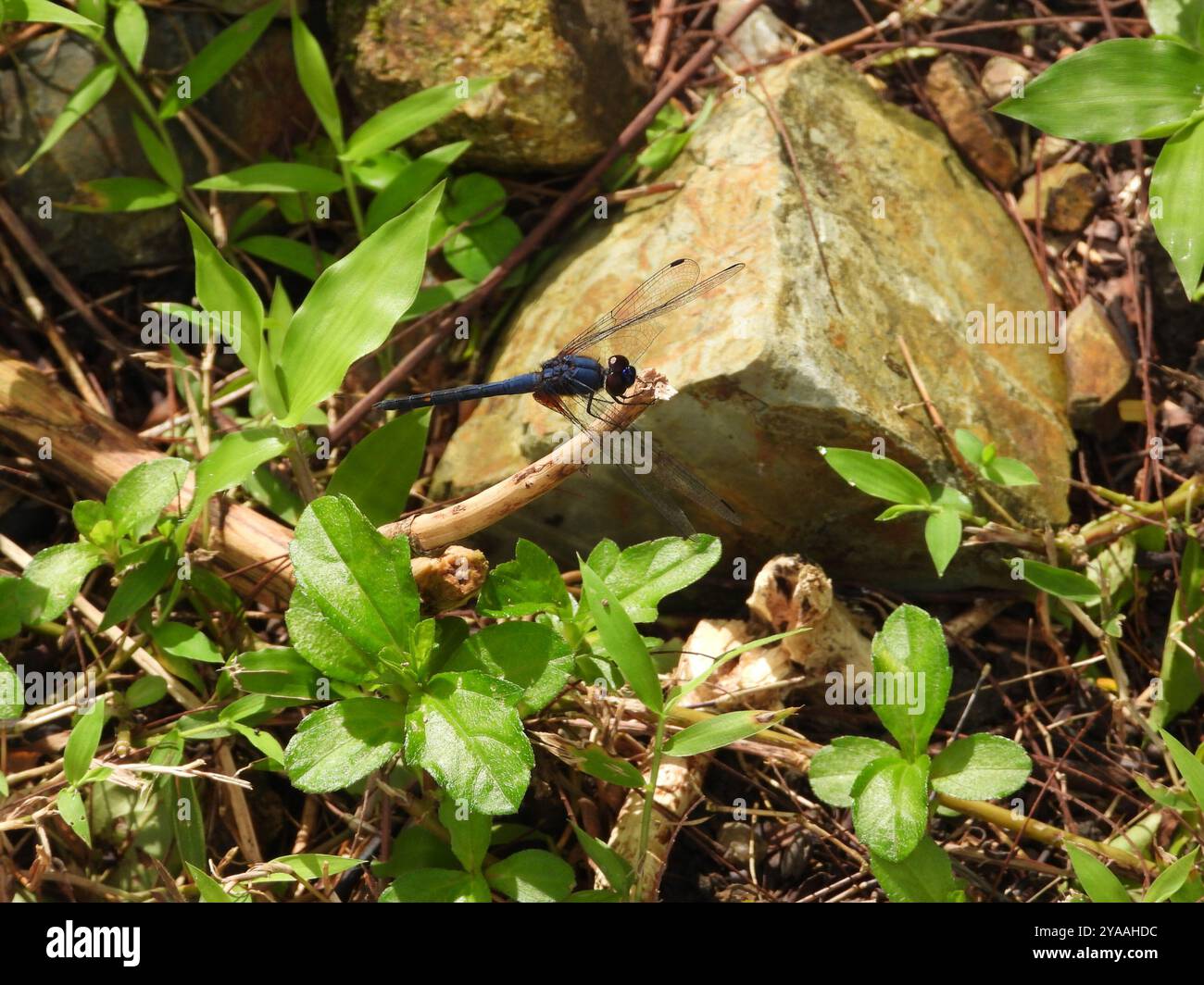 Indigo Dropwing (Trithemis festiva) Insecta Stock Photo - Alamy