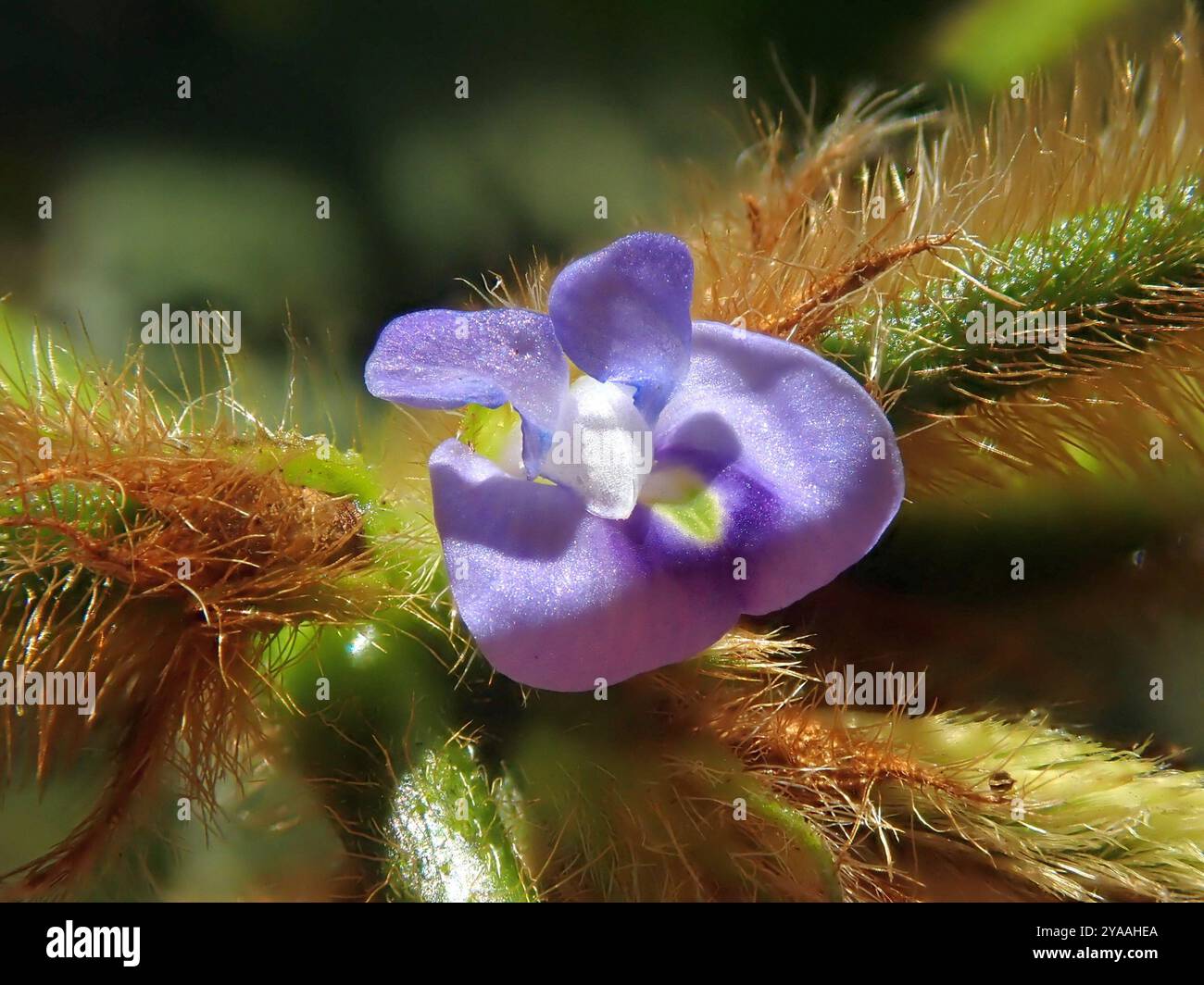 Calopo (Calopogonium mucunoides) Plantae Stock Photo - Alamy
