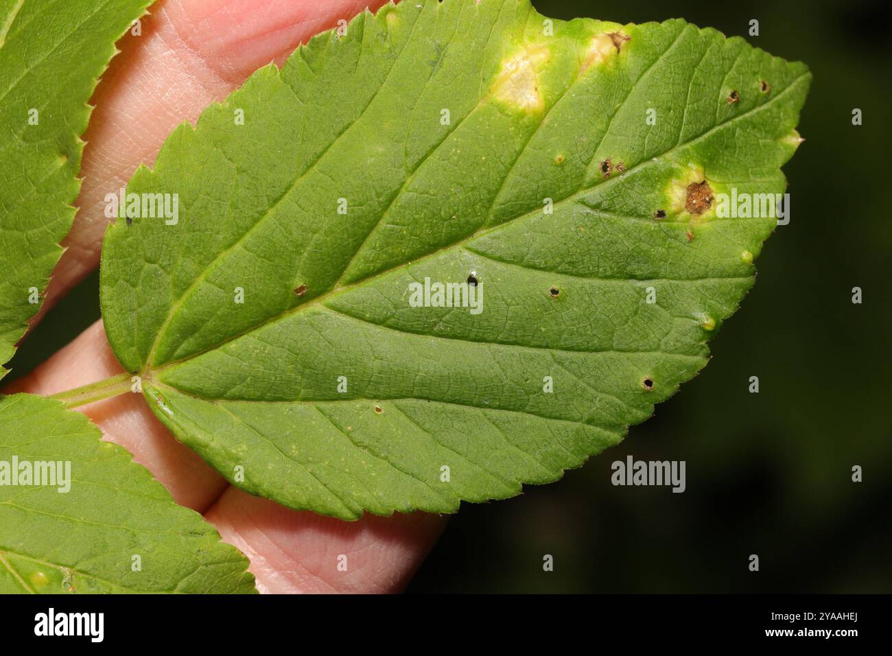 (Protomyces macrosporus) Fungi Stock Photo - Alamy