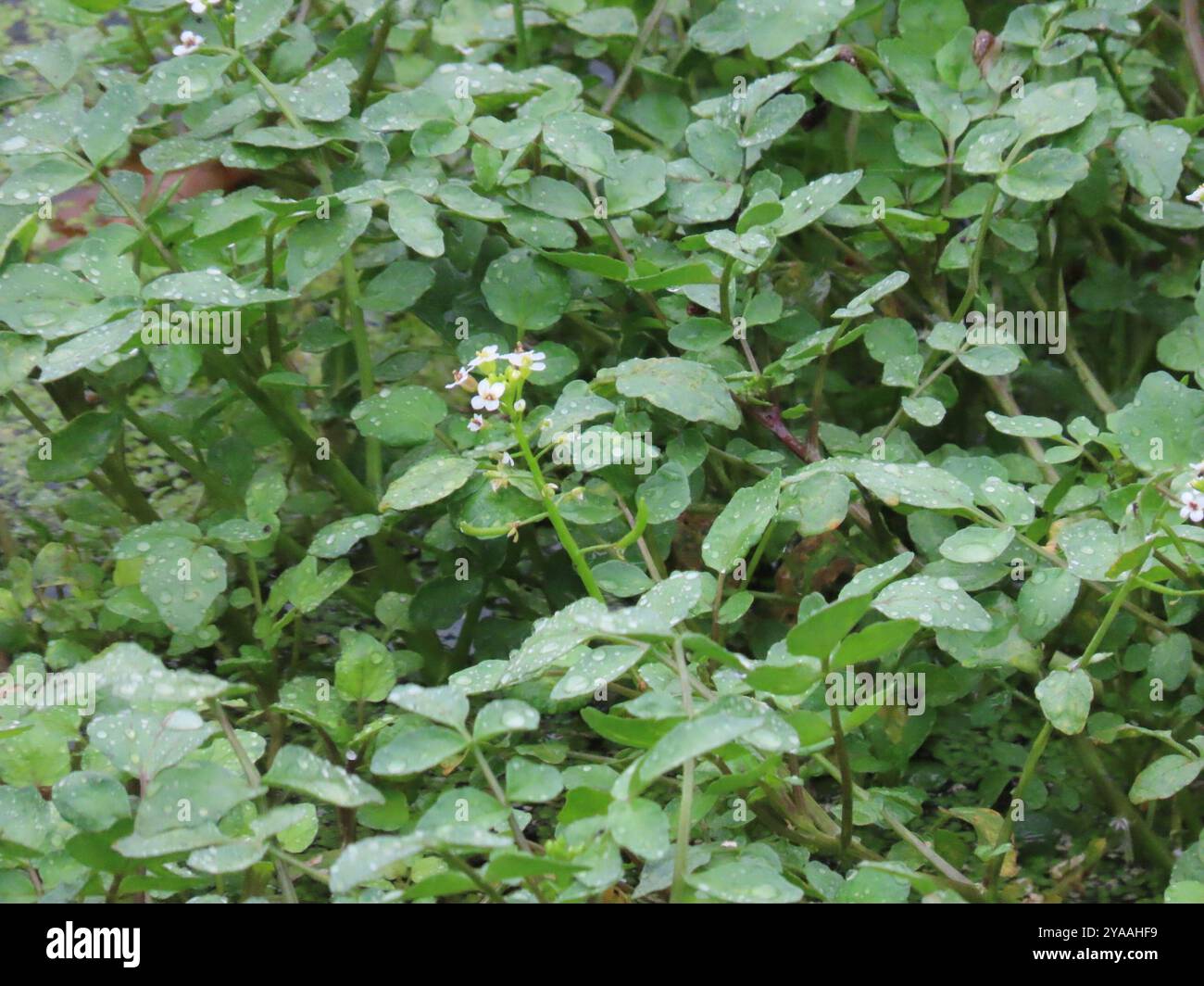 watercress (Nasturtium officinale) Plantae Stock Photo - Alamy