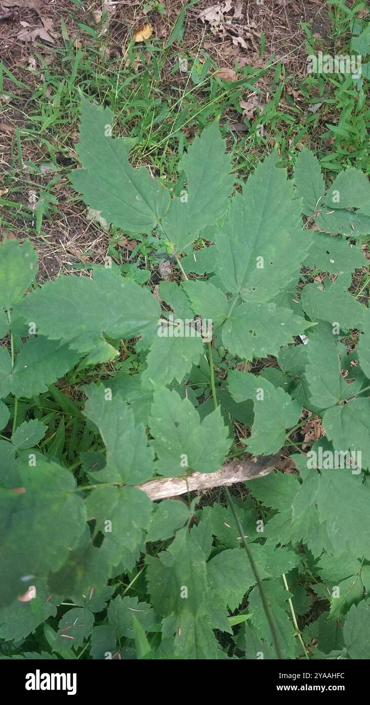 white baneberry (Actaea pachypoda) Plantae Stock Photo - Alamy