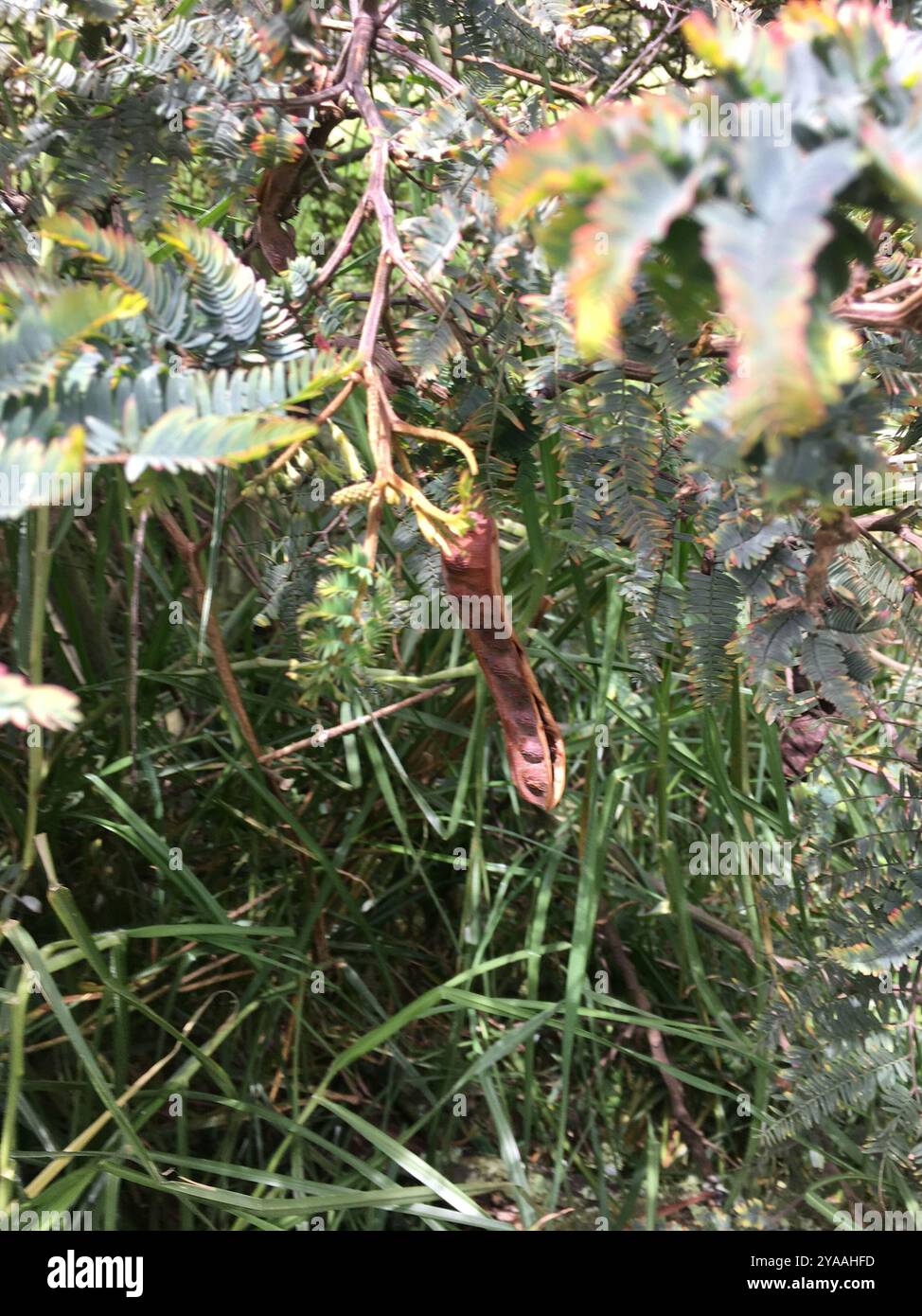 Plume Albizia (Paraserianthes lophantha) Plantae Stock Photo - Alamy