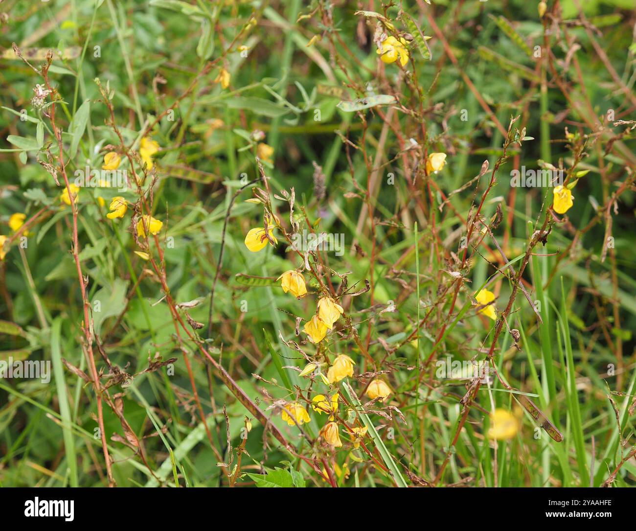 partridge pea (Chamaecrista fasciculata) Plantae Stock Photo - Alamy