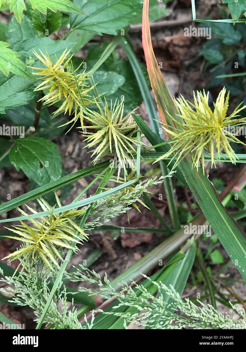 straw-colored flatsedge (Cyperus strigosus) Plantae Stock Photo - Alamy