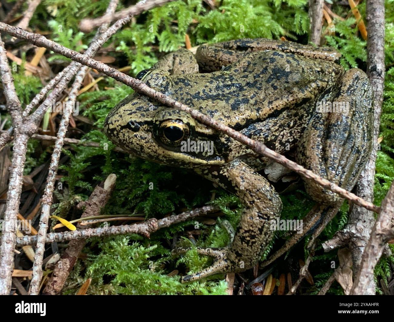 Northern Red-legged Frog (Rana aurora) Amphibia Stock Photo - Alamy