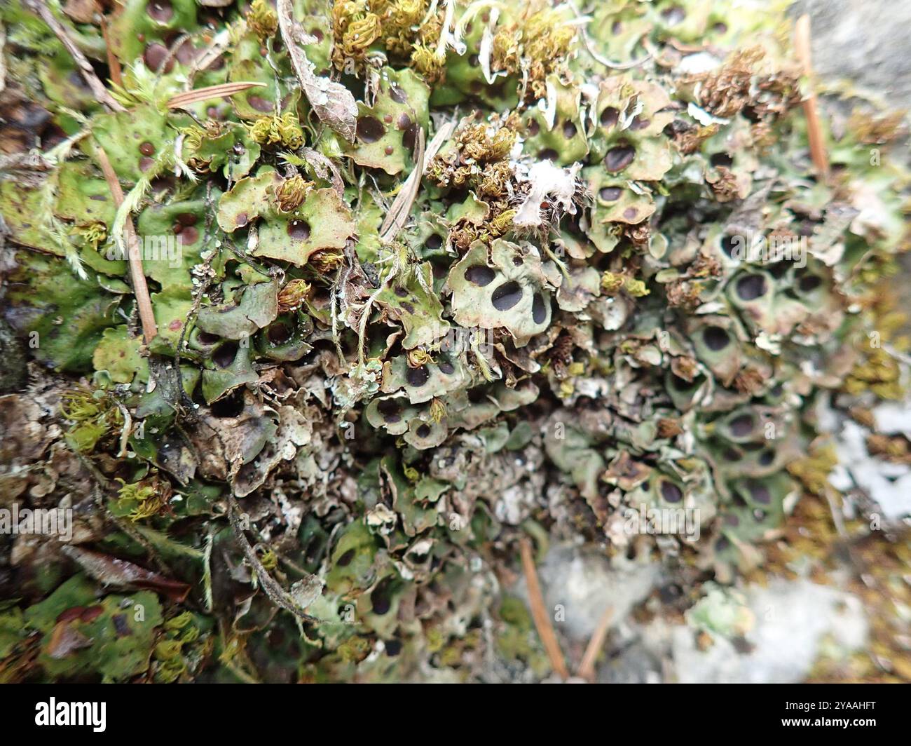 Common Chocolate Chip Lichen (Solorina saccata) Fungi Stock Photo - Alamy