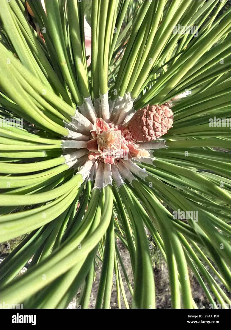 Crimean Pine (Pinus nigra pallasiana) Plantae Stock Photo - Alamy