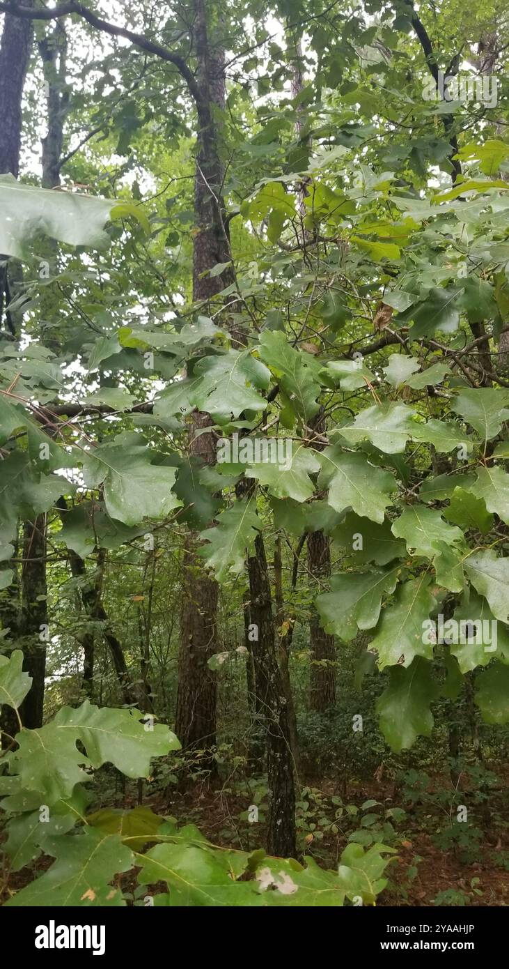 black oak (Quercus velutina) Plantae Stock Photo - Alamy
