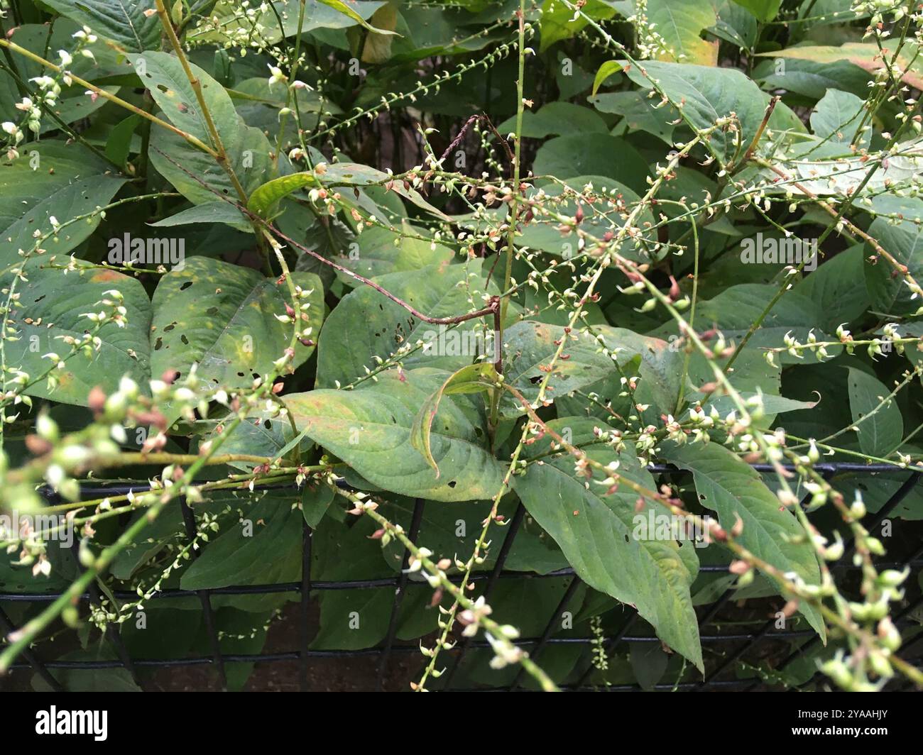 American jumpseed (Persicaria virginiana) Plantae Stock Photo - Alamy
