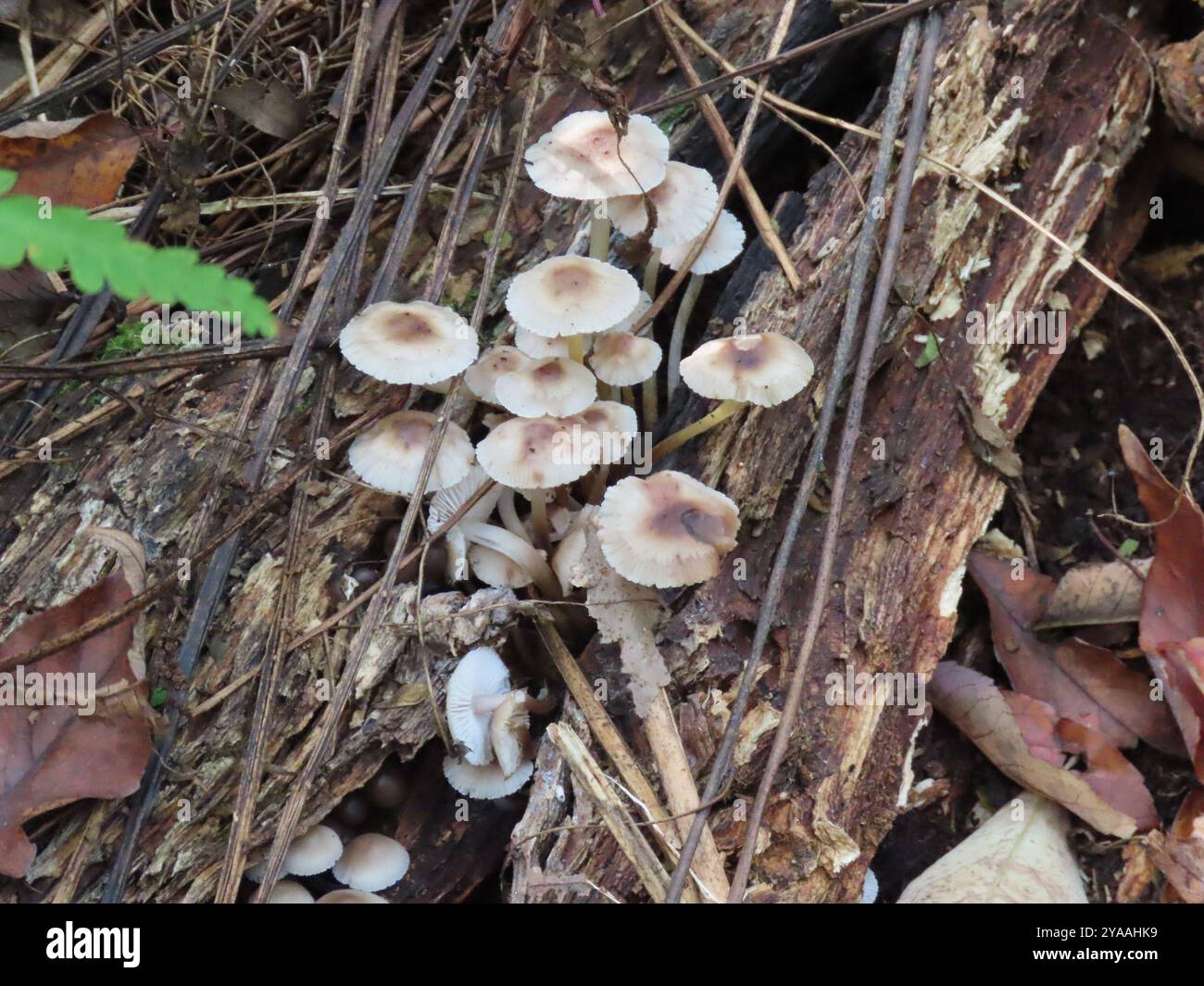 clustered bonnet (Mycena inclinata) Fungi Stock Photo - Alamy