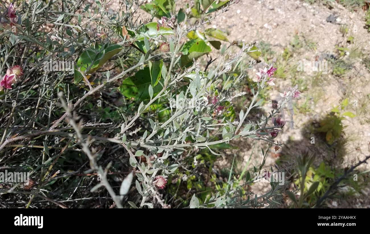 Littleleaf Rhatany (Krameria erecta) Plantae Stock Photo - Alamy