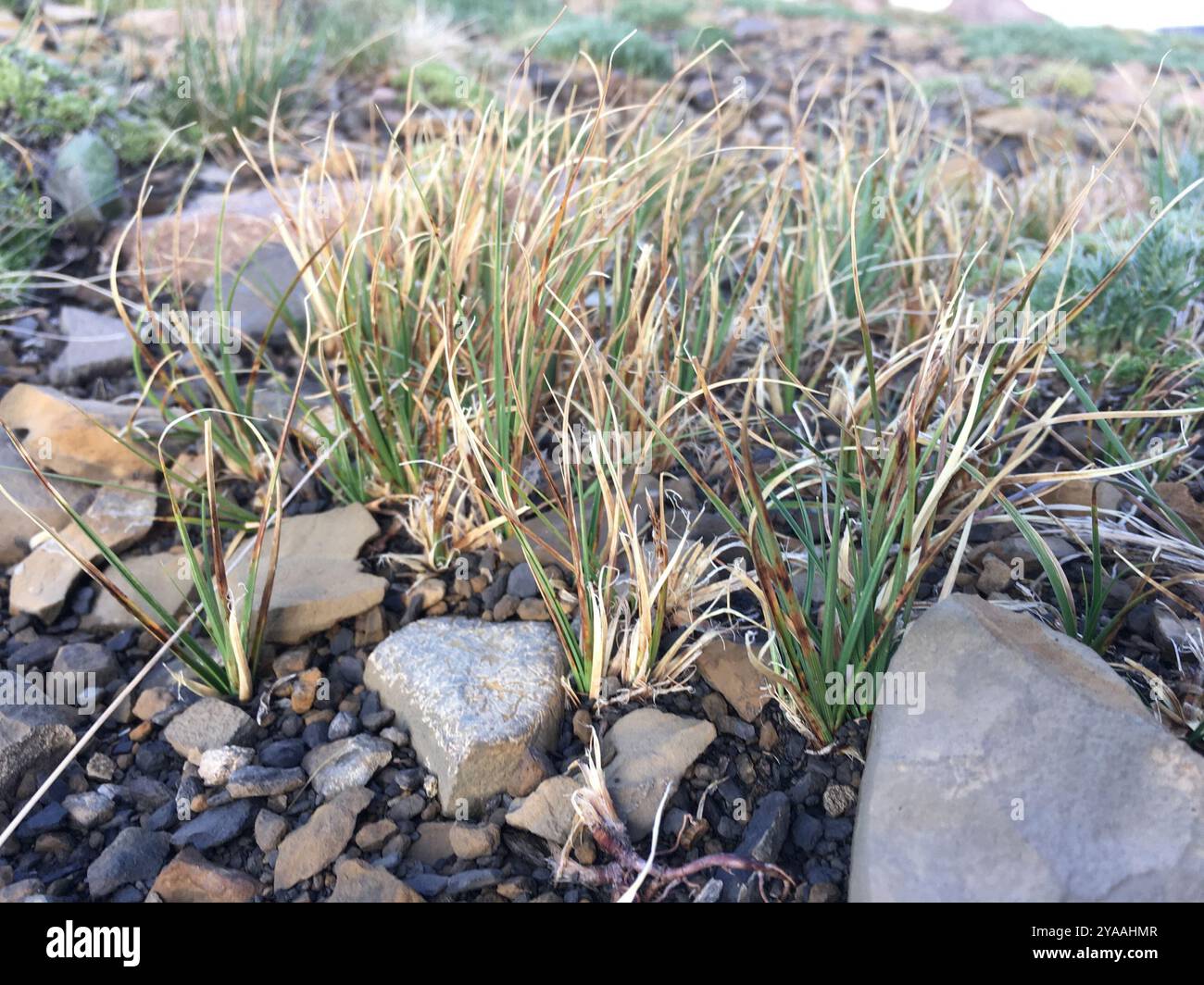 Rock Sedge (Carex rupestris) Plantae Stock Photo - Alamy