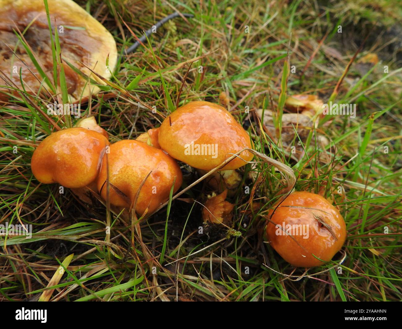 Larch Bolete (Suillus grevillei) Fungi Stock Photo - Alamy