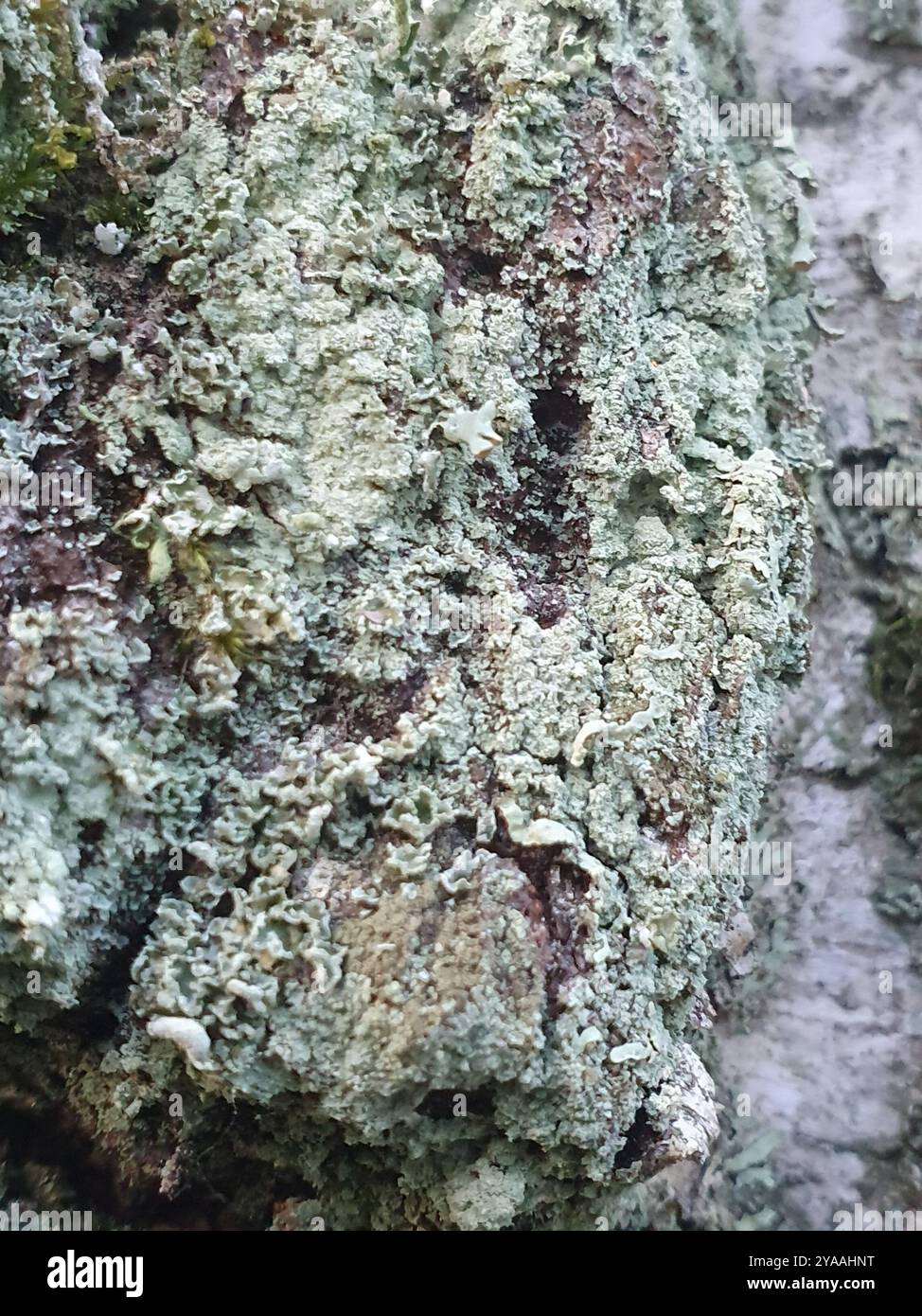 Dust Lichens (Lepraria) Fungi Stock Photo - Alamy