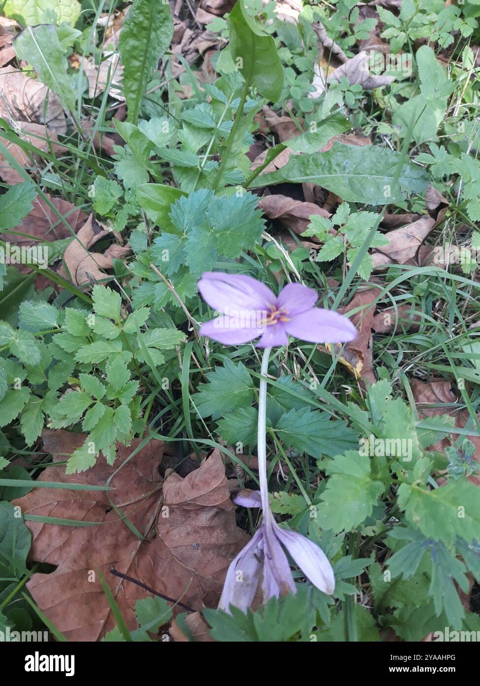 Autumn Crocus (Colchicum autumnale) Plantae Stock Photo - Alamy