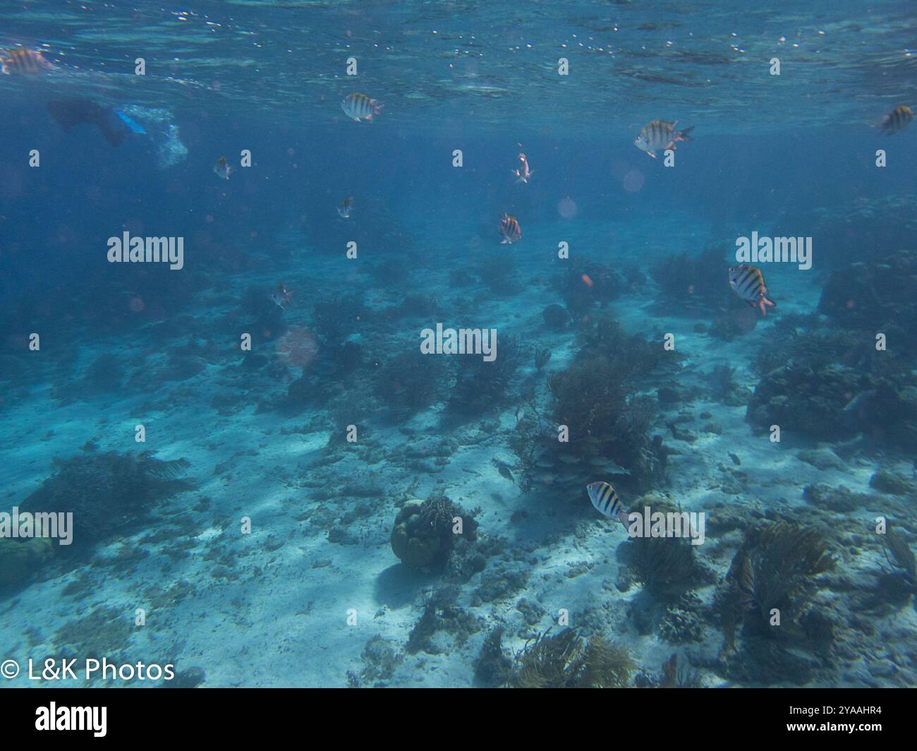 Atlantic Sergeant Major (Abudefduf saxatilis) Actinopterygii Stock ...