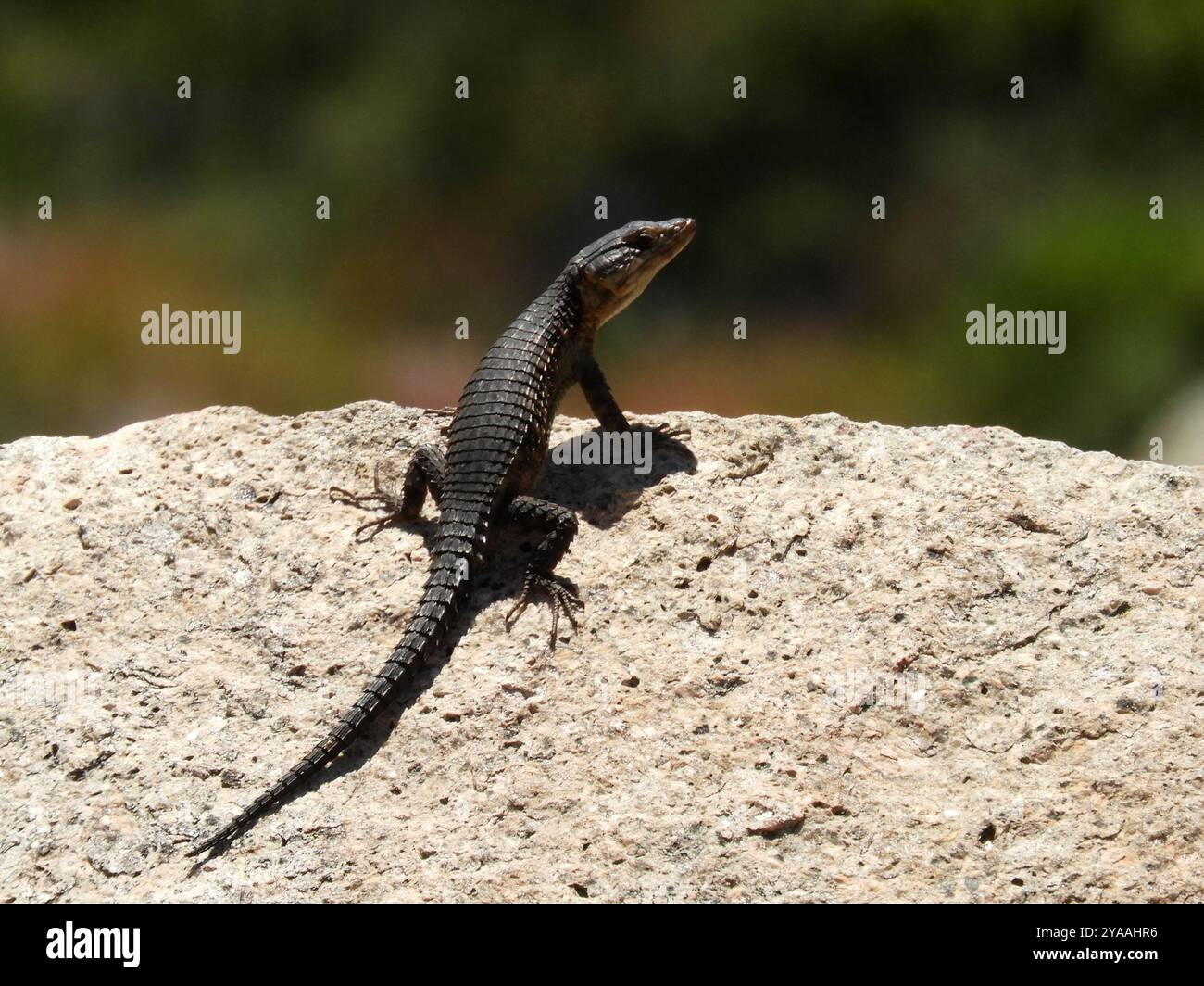 Black Girdled Lizard (Cordylus niger) Reptilia Stock Photo - Alamy
