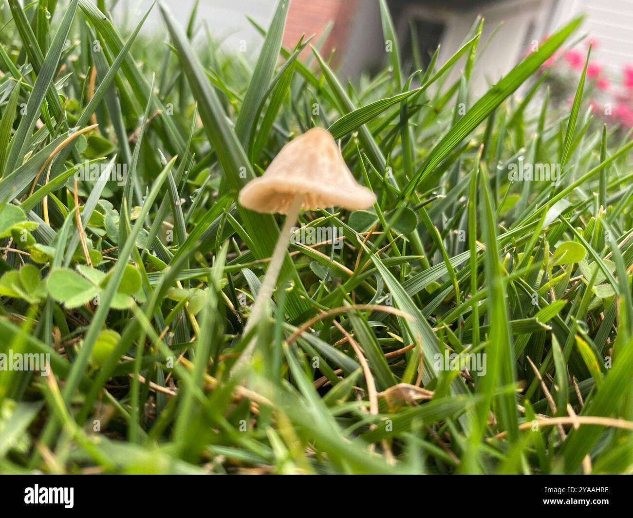 milky conecap (Conocybe apala) Fungi Stock Photo - Alamy
